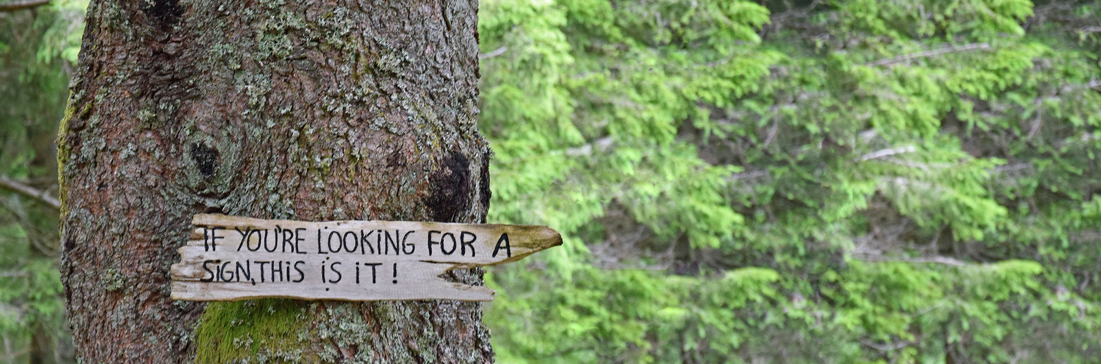 Dani Johnson | Need Proof YOU Can Succeed? It’s Right HERE!